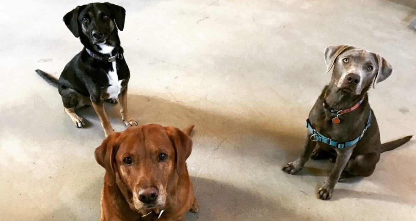 A workplace’s best friend – why we love our dog-friendly office